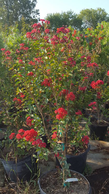 Dynamite crape myrtle | Major Tree Farm