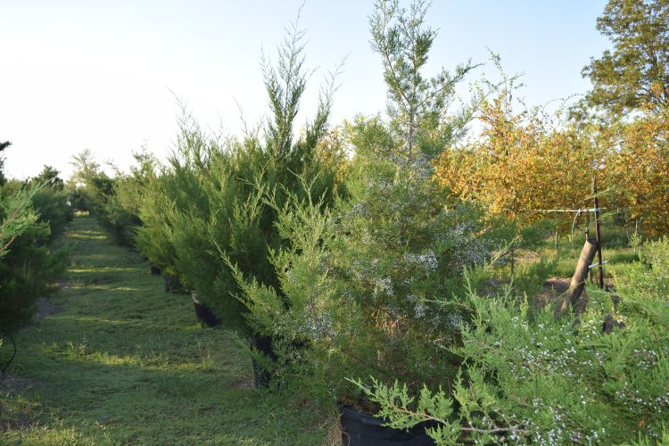Eastern redcedar | Major Tree Farm