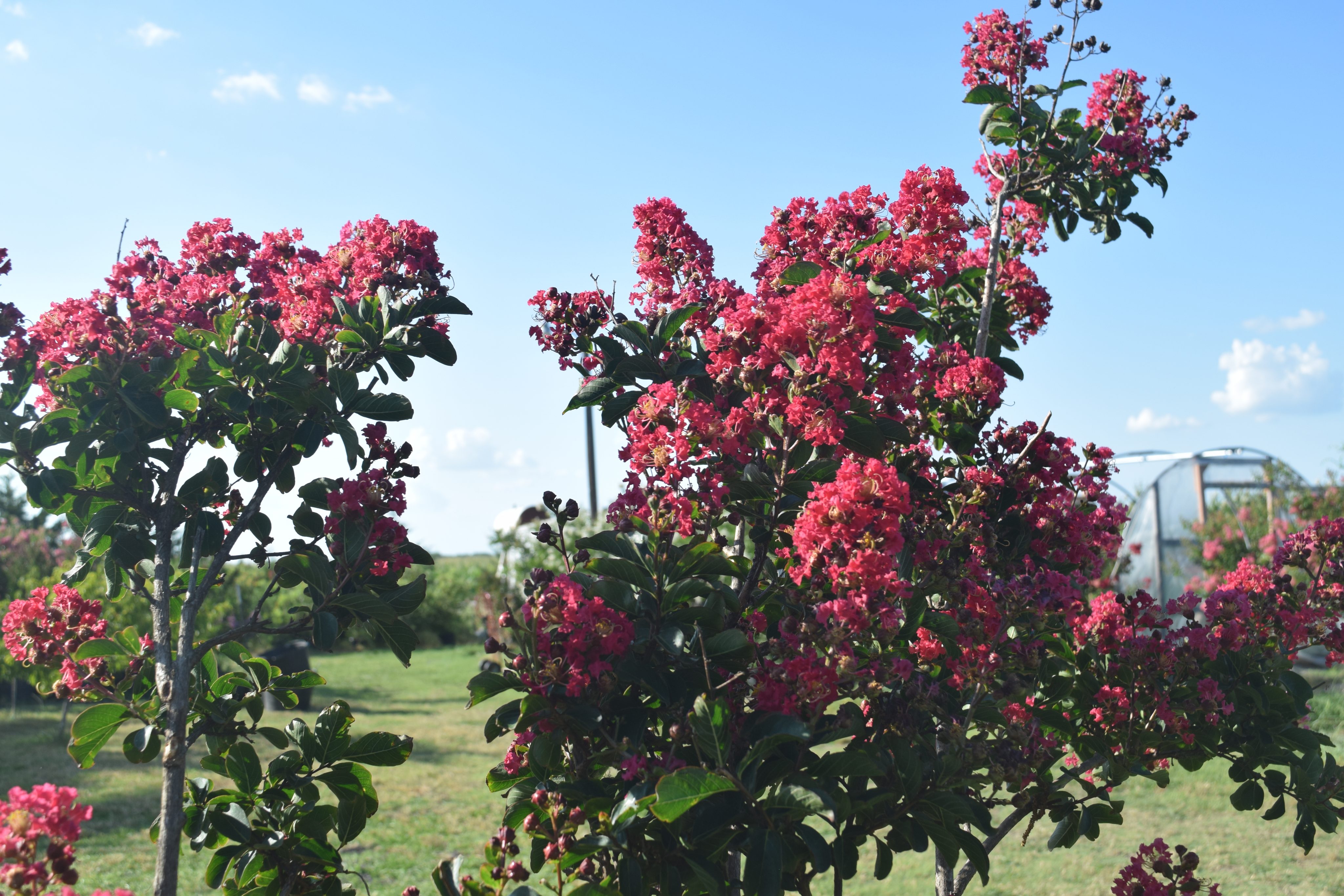 Arapaho crape myrtle | Major Tree Farm