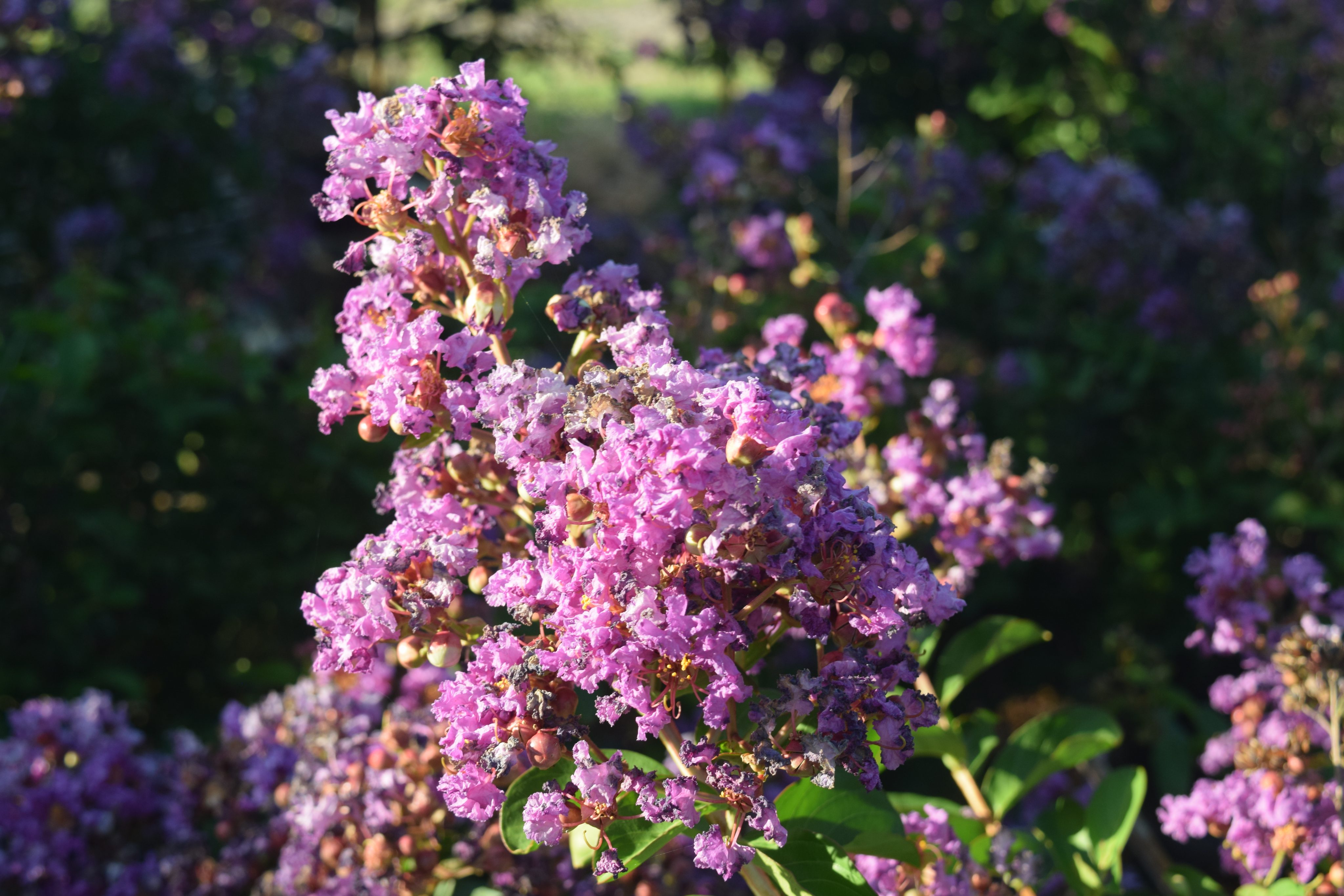 Catawba crape myrtle | Major Tree Farm