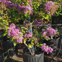 Shrubs and small trees | Major Tree Farm